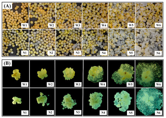 Changes in Morphological and Physicochemical Properties of Waxy and Non-waxy Proso Millets ...