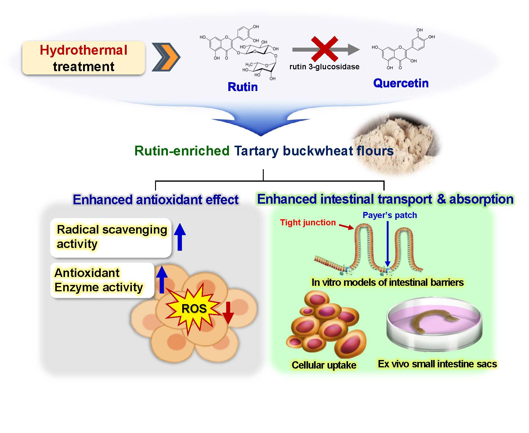 Foods | Free Full-Text | Hydrothermal Treatment Enhances Antioxidant ...