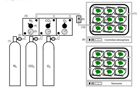 Induction of Terminal Oxidases of Electron Transport Chain in Broccoli ...