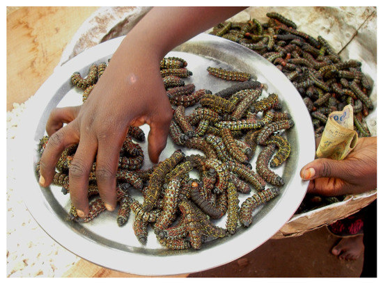 Edible Insects in Africa in Terms of Food, Wildlife Resource, and Pest ...