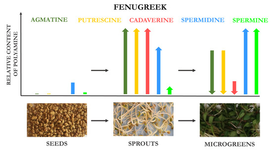 Foods | Free Full-Text | Accumulation of Agmatine, Spermidine, and ...