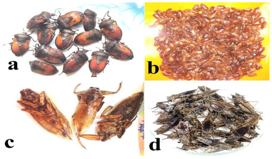 Traditional Knowledge of the Utilization of Edible Insects in Nagaland ...