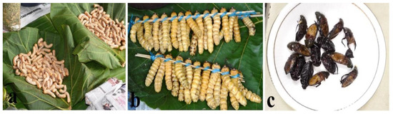 Traditional Knowledge of the Utilization of Edible Insects in Nagaland ...