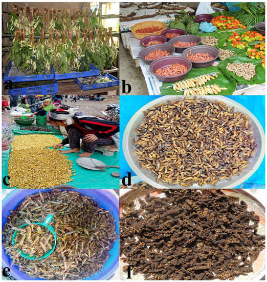 Traditional Knowledge of the Utilization of Edible Insects in Nagaland ...