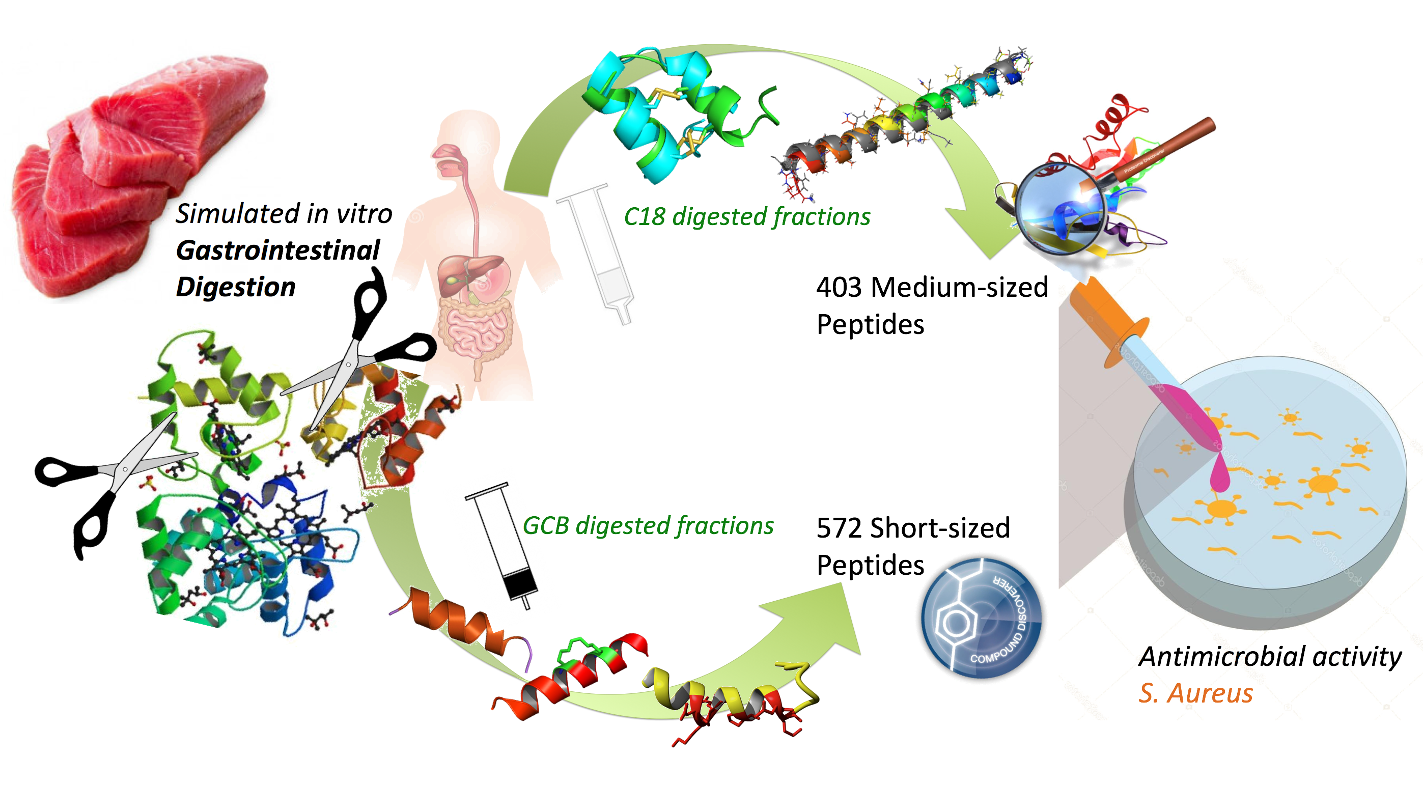 Foods | Free Full-Text | Identification and Antimicrobial Activity of ...
