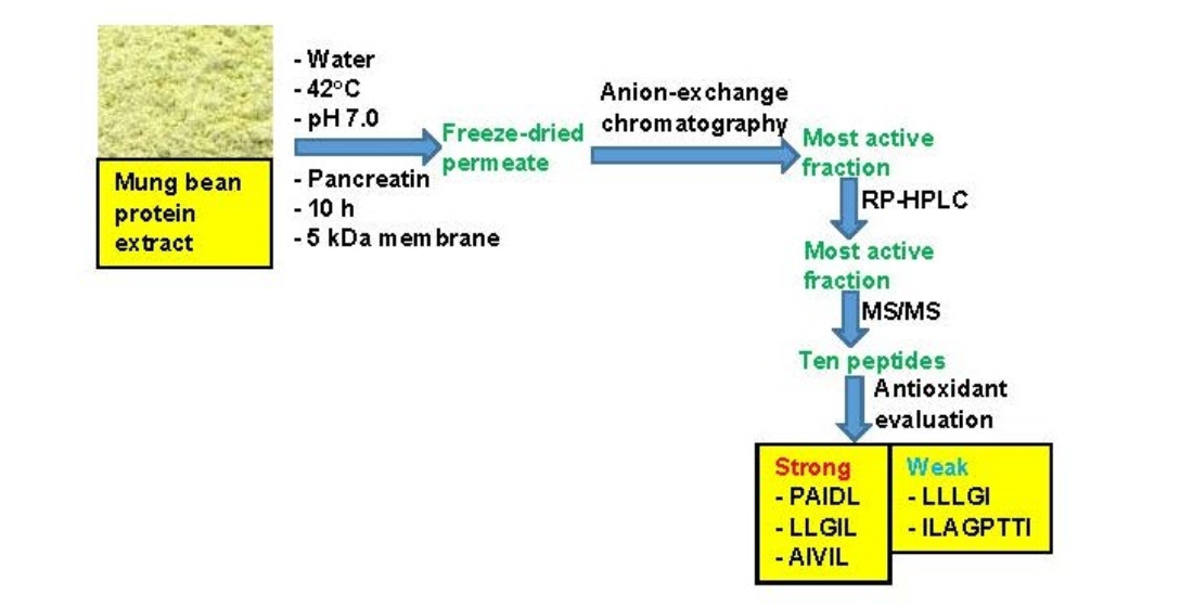 Foods | Free Full-Text | Structure and Function of Mung Bean Protein ...