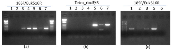 Isolation of Microalgae from Mediterranean Seawater and Production of ...