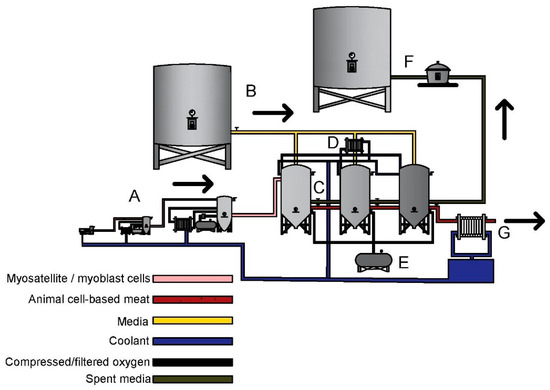 Preliminary Techno-Economic Assessment of Animal Cell-Based Meat