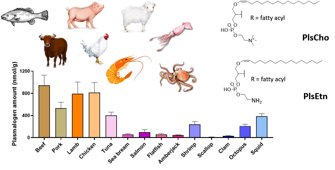 Foods | Free Full-Text | Quantitative and Comparative Investigation of Plasmalogen Species in ...