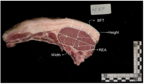 Intramuscular Fat Prediction Using Color and Image Analysis of Bísaro ...