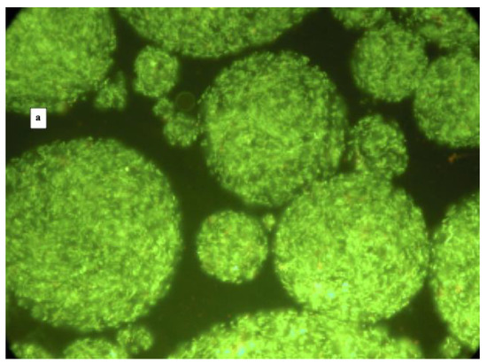 Effect of Microencapsulation on Survival at Simulated Gastrointestinal ...
