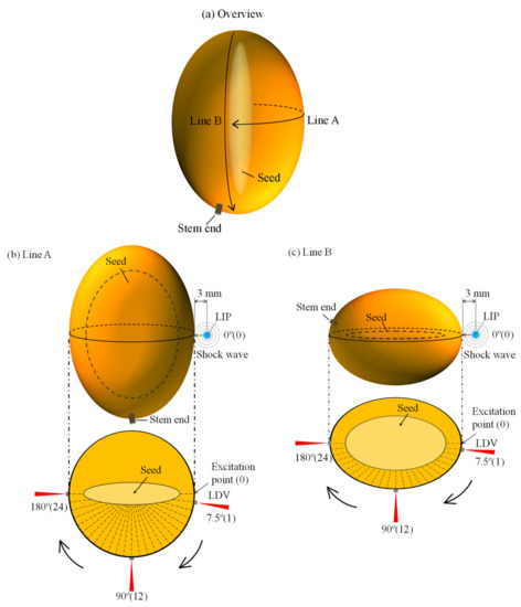 Soft Mango Firmness Assessment Based on Rayleigh Waves Generated by a ...
