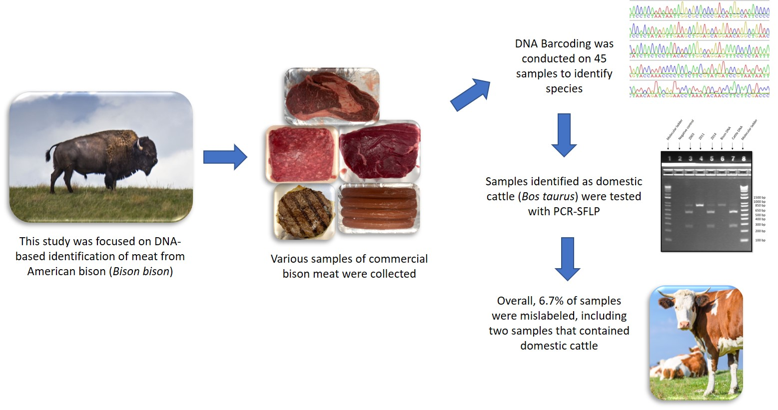 Foods | Free Full-Text | Use of DNA Barcoding Combined with PCR-SFLP to ...