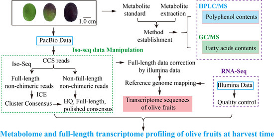 Foods | Special Issue : Extraction, Characterization and Biological ...