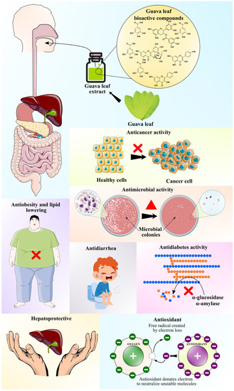 Guava (Psidium guajava L.) Leaves: Nutritional Composition ...