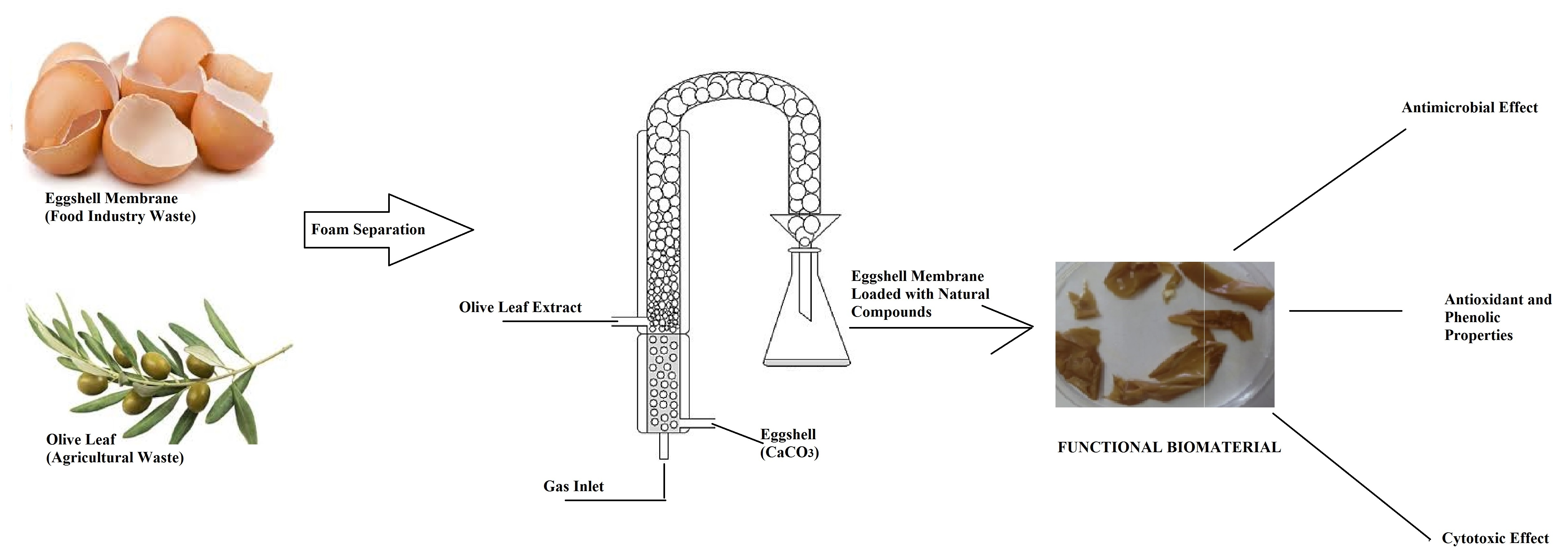 Foods | Free Full-Text | Utilization of Eggshell Membrane and Olive ...