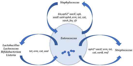 Foods | Free Full-Text | Current Trends of Enterococci in Dairy ...