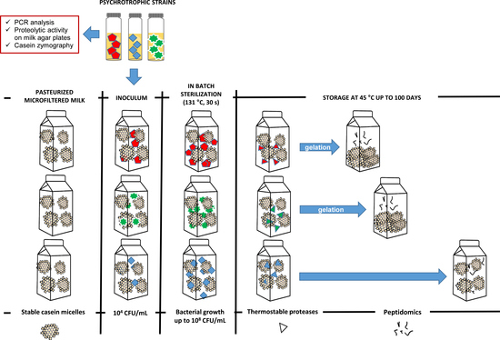 Foods | Free Full-Text | Proteolytic Traits of Psychrotrophic Bacteria ...