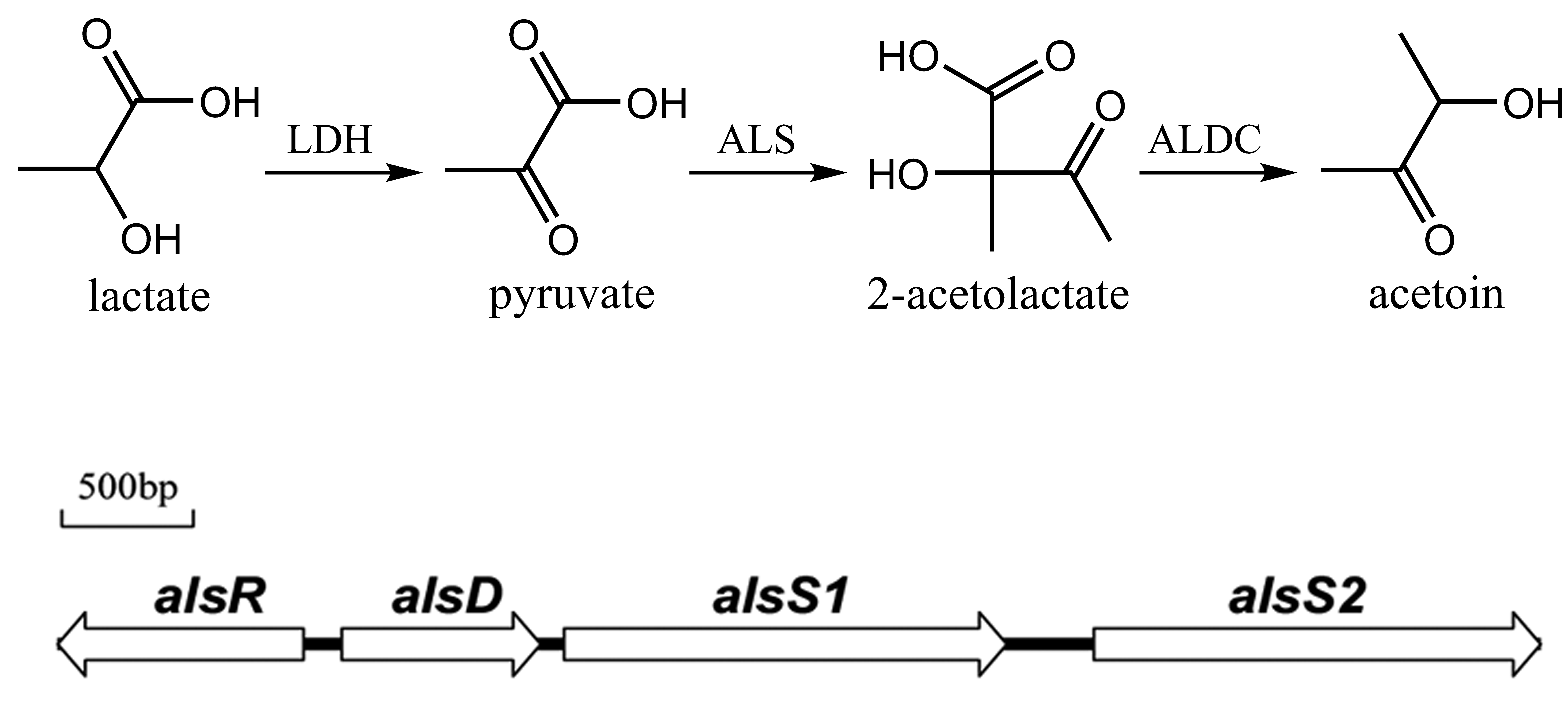 Foods | Free Full-Text | Characterization and Regulation of the ...