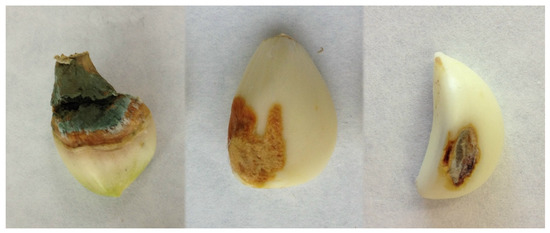Incidence and Etiology of Postharvest Fungal Diseases Associated with ...