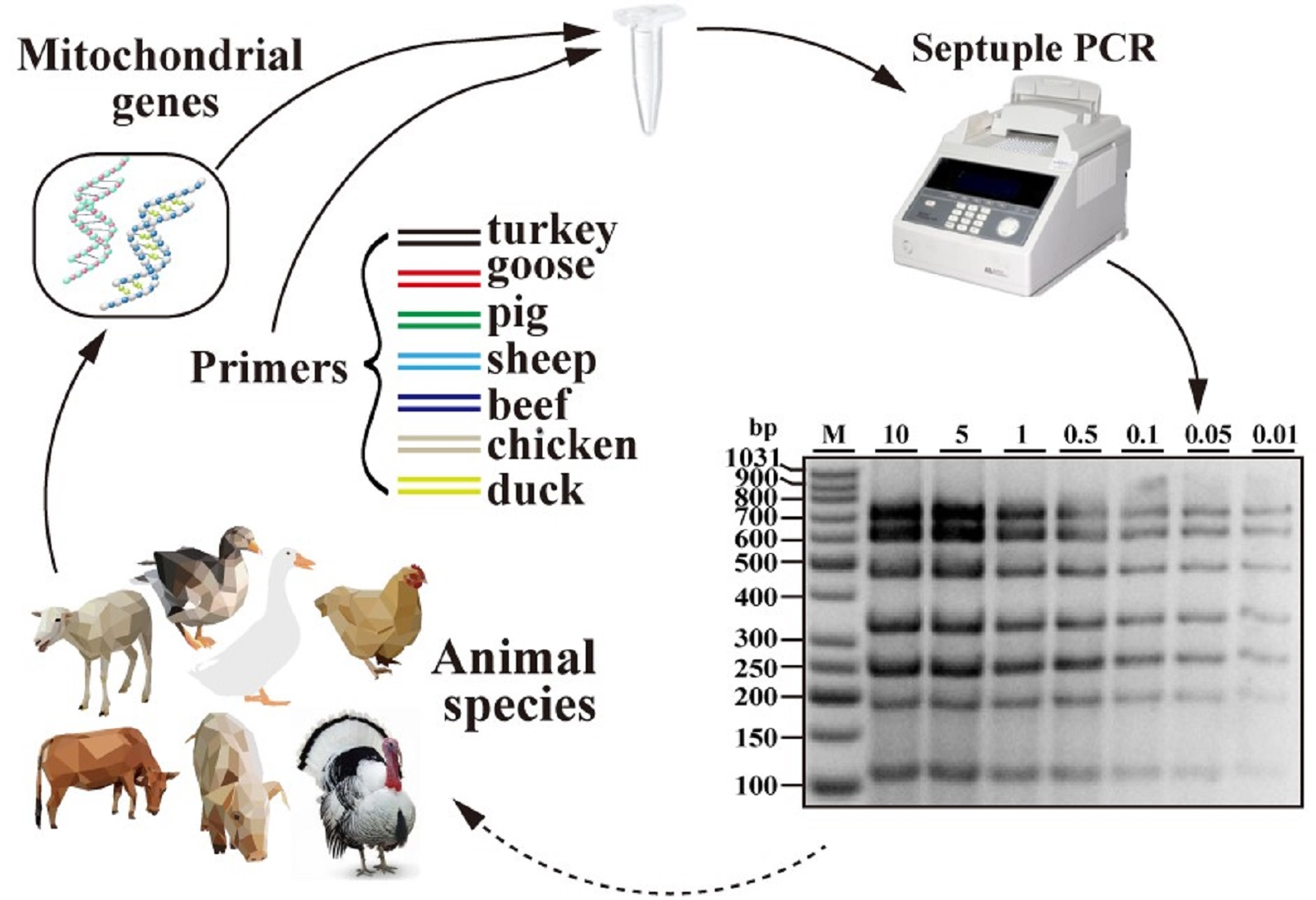 Foods | Free Full-Text | A Simple and Reliable Single Tube Septuple PCR ...