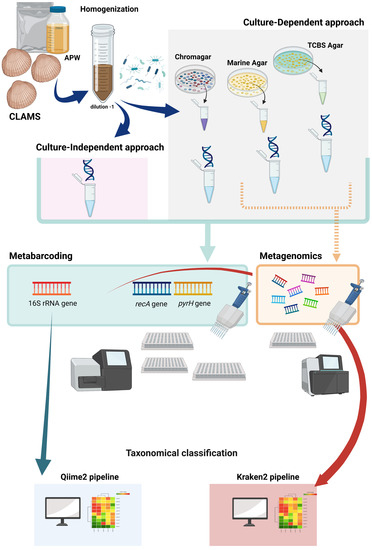 Combining Culture-Dependent and Culture-Independent Methods: New ...