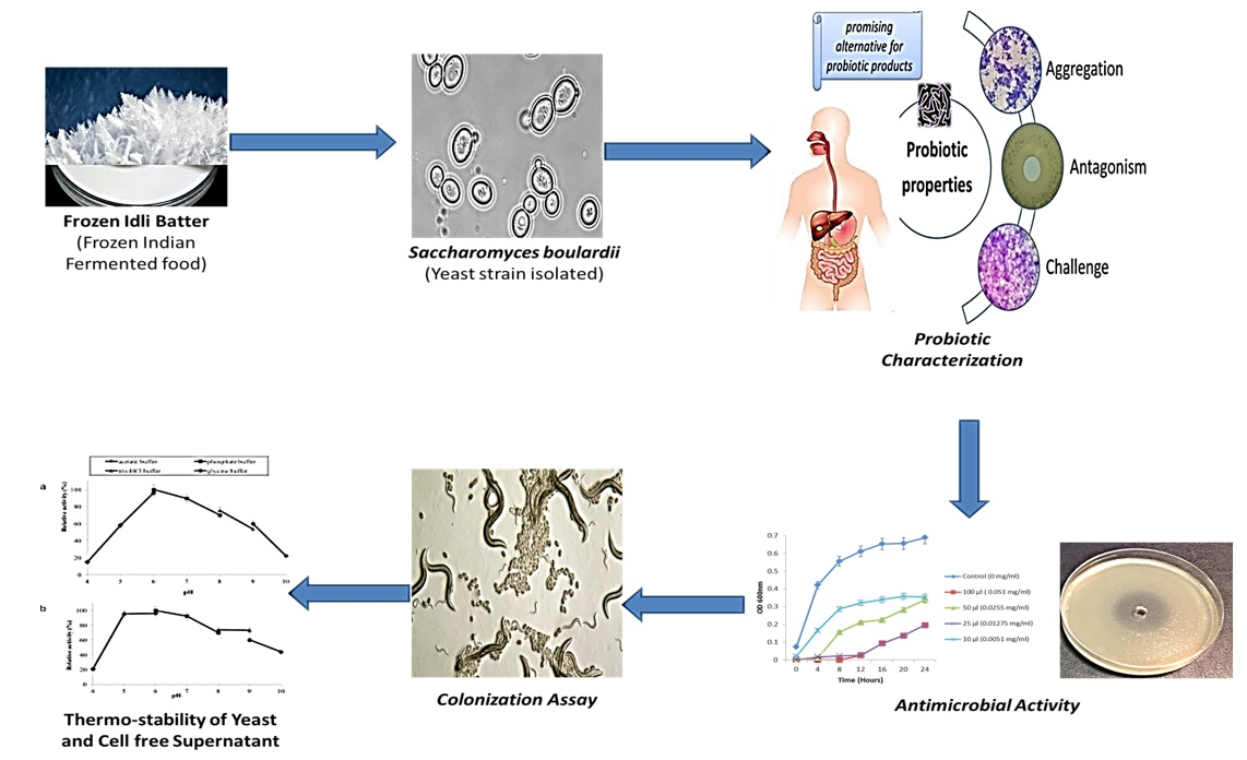 Foods Free Full Text In Vitro Probiotic Evaluation Of Saccharomyces