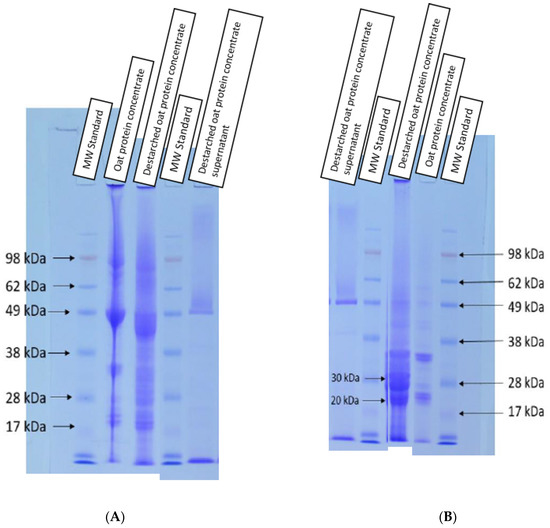 Texturization of a Blend of Pea and Destarched Oat Protein Using High ...