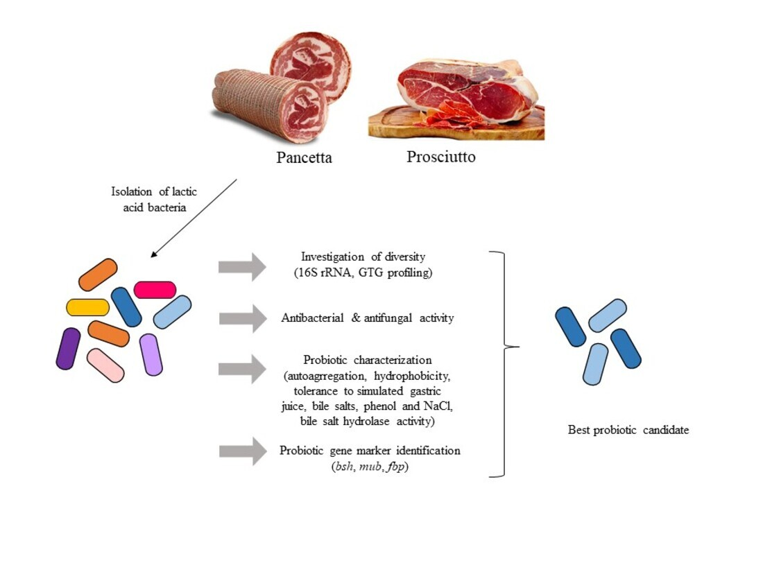Foods | Free Full-Text | Lactic Acid Bacteria Diversity and ...