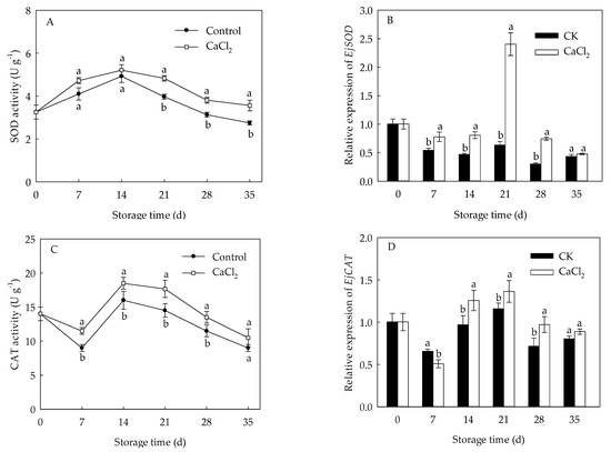Effects of CaCl2 Treatment Alleviates Chilling Injury of Loquat Fruit ...