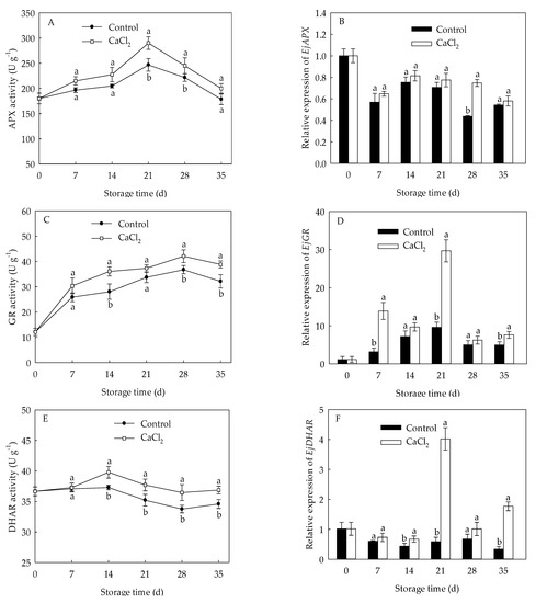 Effects of CaCl2 Treatment Alleviates Chilling Injury of Loquat Fruit ...