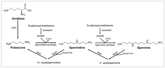 Occurrence of Polyamines in Foods and the Influence of Cooking Processes