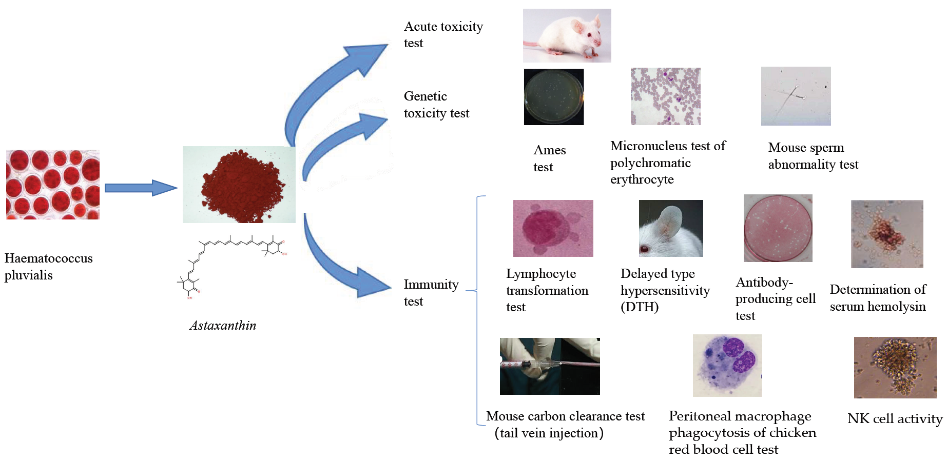Foods | Free Full-Text | Study on the Enhancement of Immune Function of ...