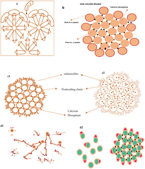 Calcium Caseinate Structure