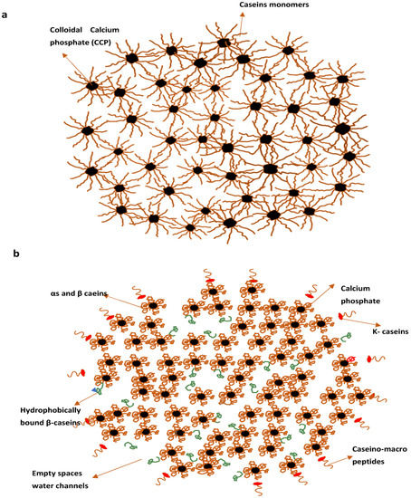 Casein Micelles as an Emerging Delivery System for Bioactive Food ...