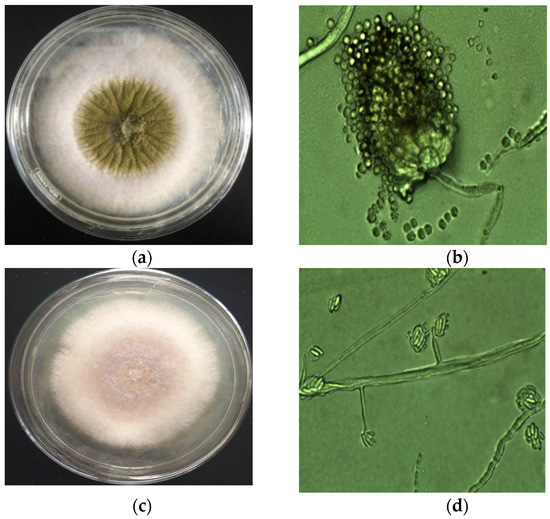 Contamination of Fusarium proliferatum and Aspergillus flavus in the ...