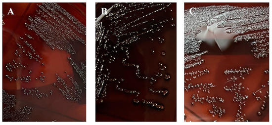 Conditions of In Vitro Biofilm Formation by Serogroups of Listeria ...