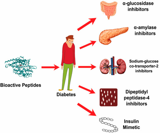 The Role of Bioactive Peptides in Diabetes and Obesity