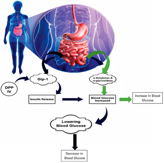 The Role of Bioactive Peptides in Diabetes and Obesity