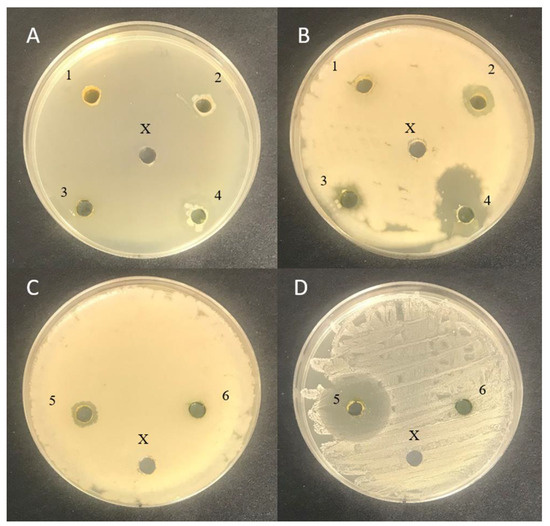 Characterization of Macro- and Microalgae Extracts Bioactive Compounds ...
