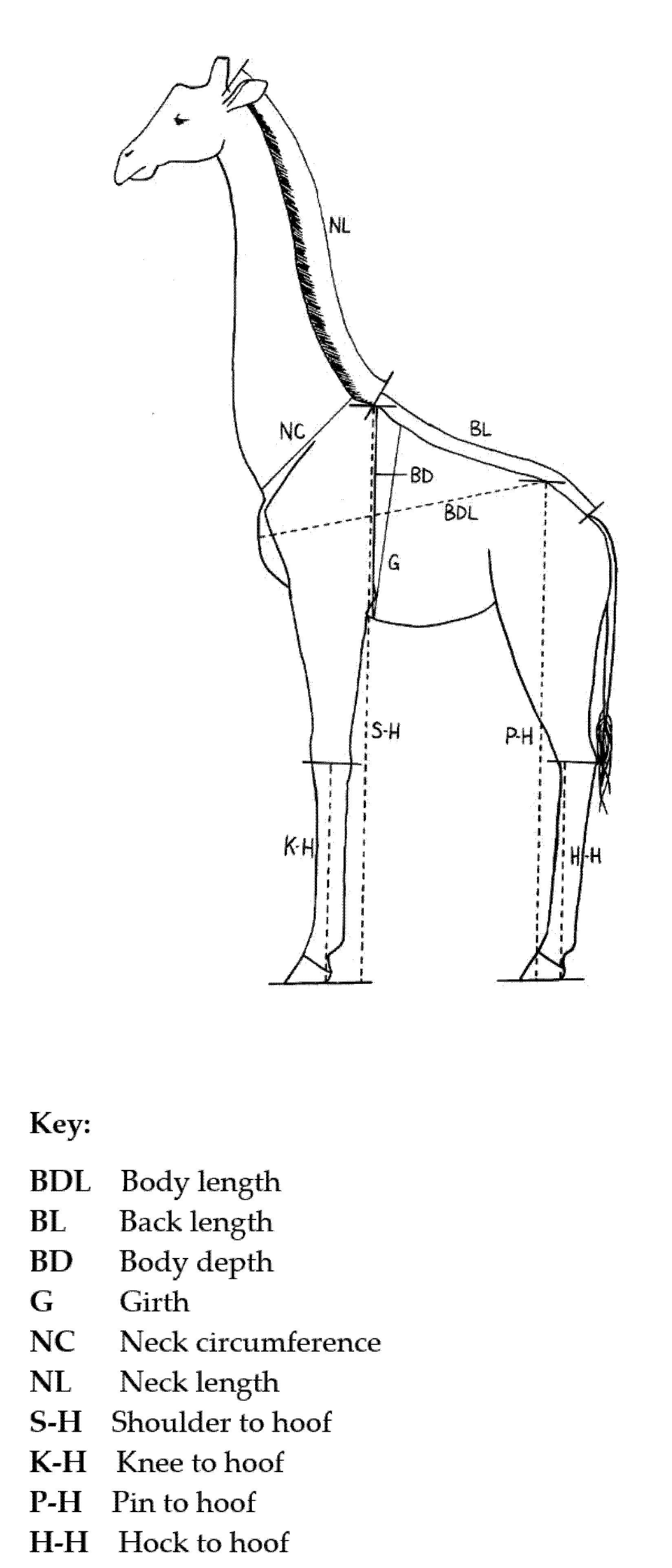 G Body Dimensions - Infoupdate.org