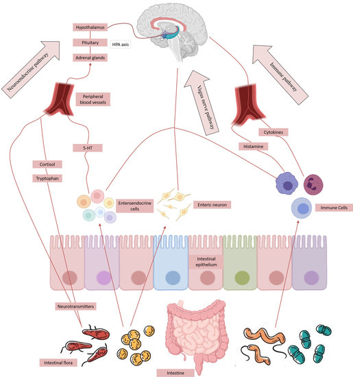 Foods | Free Full-Text | Maintaining the Balance of Intestinal Flora ...
