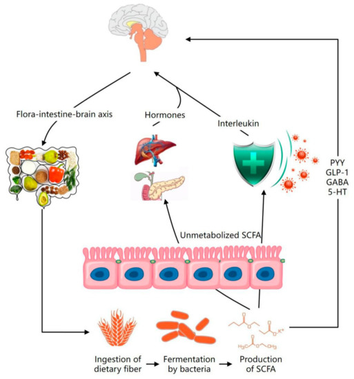 Foods | Free Full-Text | Maintaining the Balance of Intestinal Flora ...