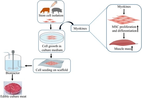 Foods | Free Full-Text | Cell Types Used for Cultured Meat Production ...
