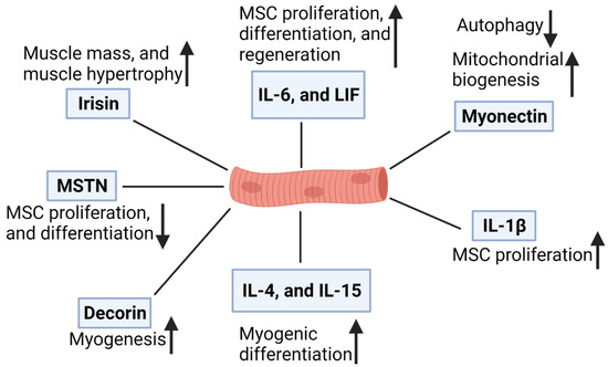 Cell Types Used for Cultured Meat Production and the Importance of Myokines