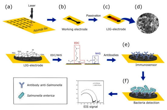 Overview of Rapid Detection Methods for Salmonella in Foods: Progress ...
