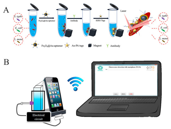 Overview of Rapid Detection Methods for Salmonella in Foods: Progress ...