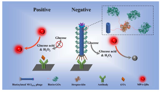 Eco-Friendly Fluorescent ELISA Based on Bifunctional Phage for ...