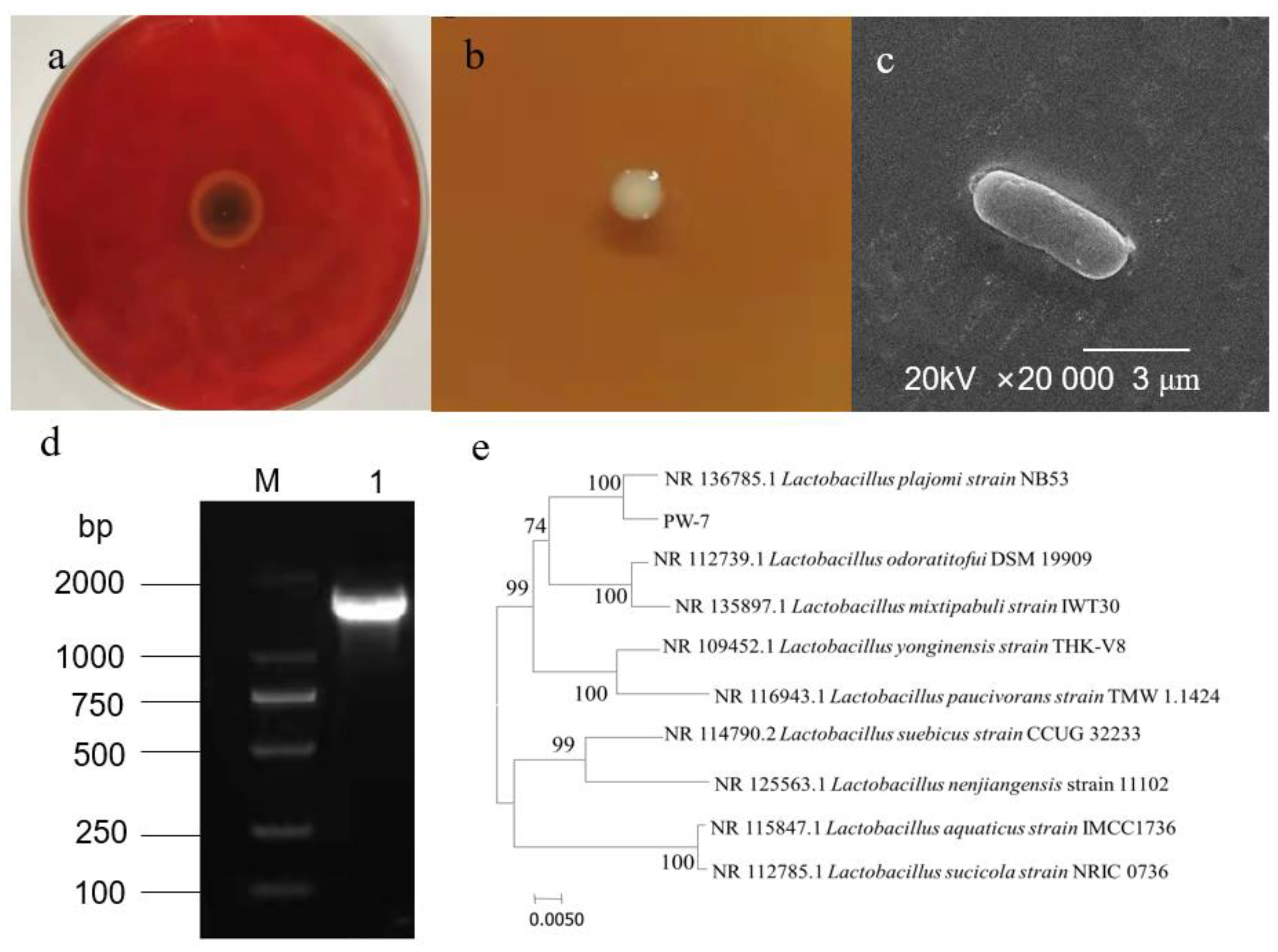 Anti-Helicobacter pylori Activity of a Lactobacillus sp. PW-7 ...
