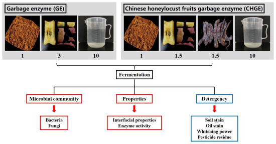 The Garbage Enzyme with Chinese Hoenylocust Fruits Showed Better ...